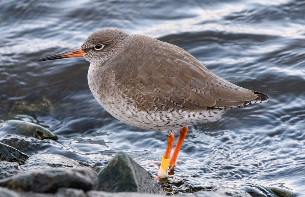 A Beginner's Guide to Shorebird Identification by Matthew Feargrieve