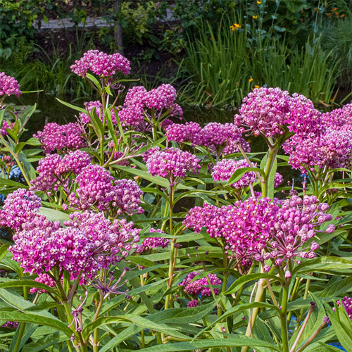 Swamp Milkweed: A Pollinator's Dream Plant