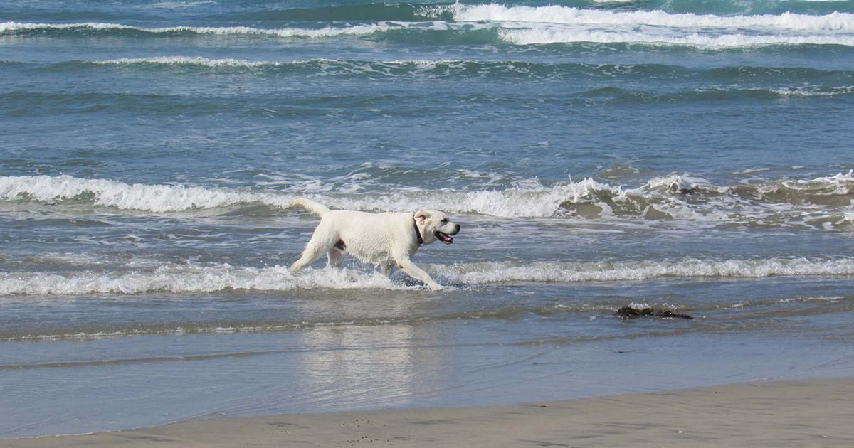 Going to Dog Beach is the Ultimate Outdoor Adventure