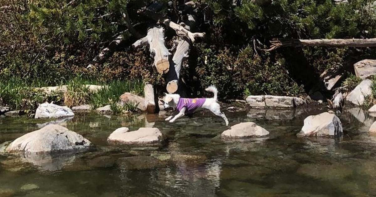 10 Exciting Outdoor Dog Activities to Try Today!