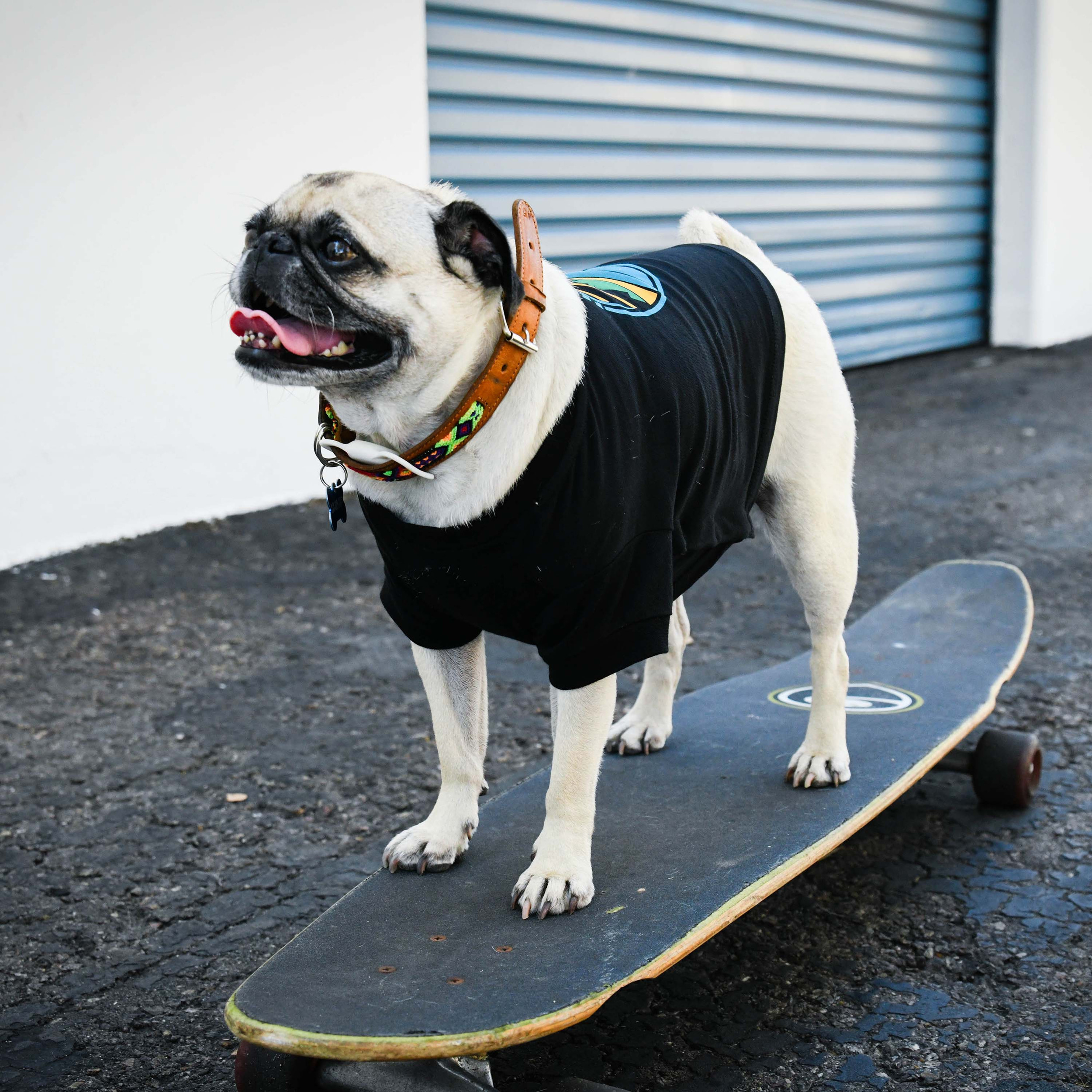 Organic Cotton Dog Shirt for Dogs | Fetch The Sun