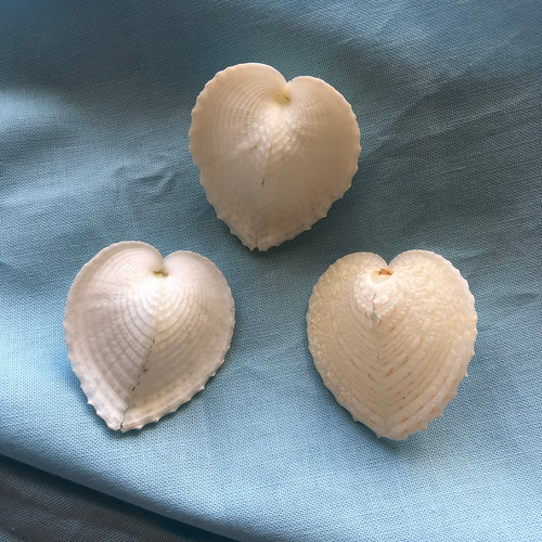1 Heart Cockle Shell | The Mineral Room