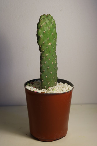 Opuntia consolea rubescens | Tiendavirtual