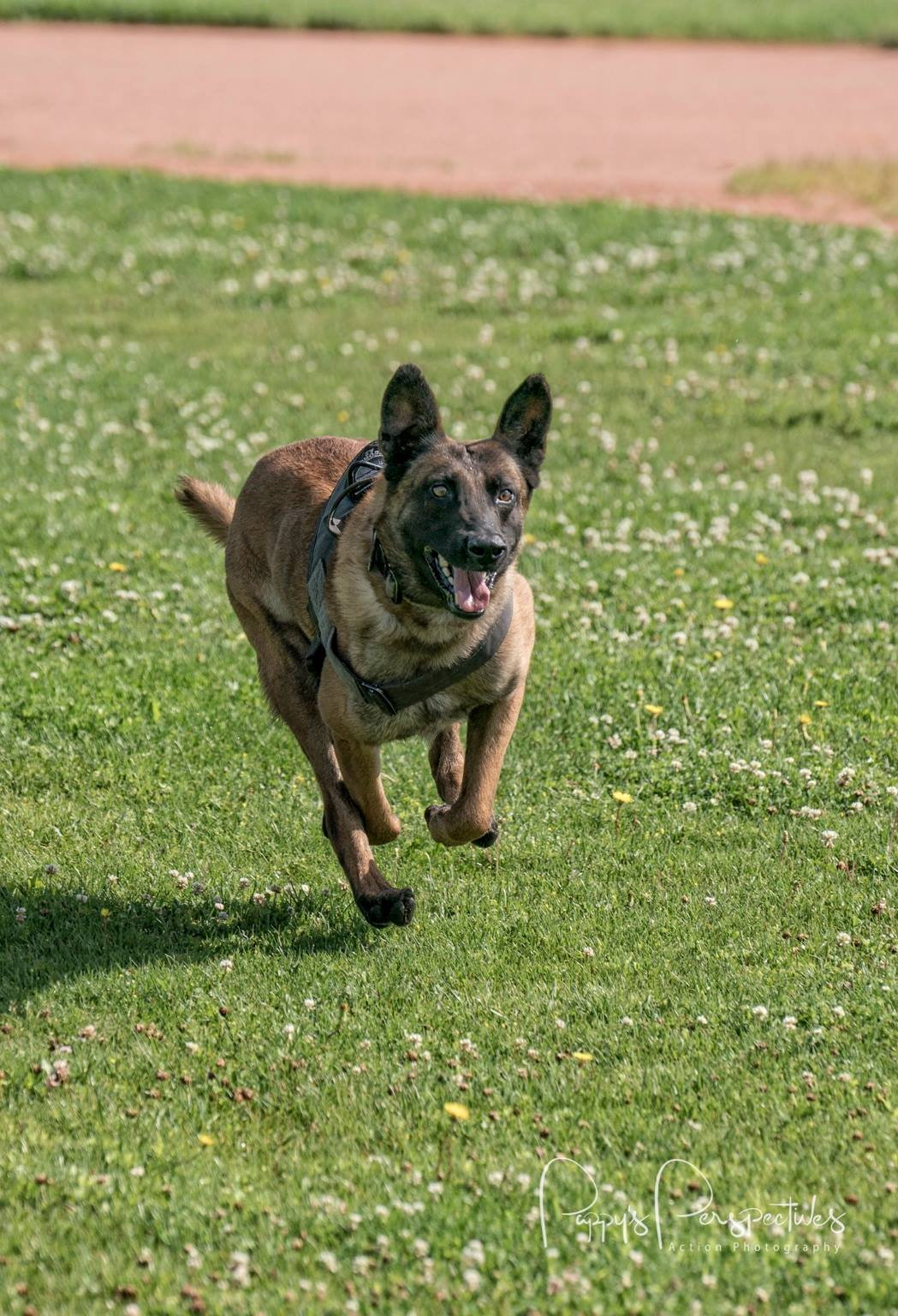 ALECA 17th Annual Desert Dog Police K9 Trials | Giving Trunk
