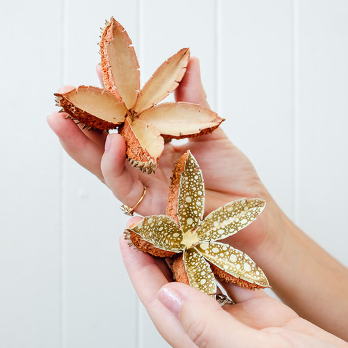 Custom Seedpod Artwork (Crows Ash) | Hello Chelsart