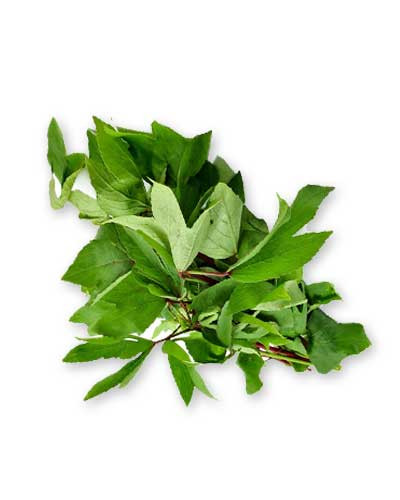 Gongura | Pundi Soppu | ಸಾವಯವ ಪುಂಡಿ ಸೊಪ್ಪು 1 bunch | Akkadi Roots