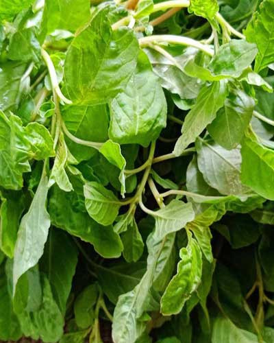 Harive Soppu | ಹರಿವೆ ಸೊಪ್ಪು 1 bunch | Akkadi Roots