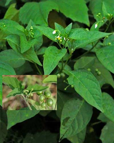 Organic Ganike Soppu | Organic Kashi Soppu | Organic Manathakkali ...