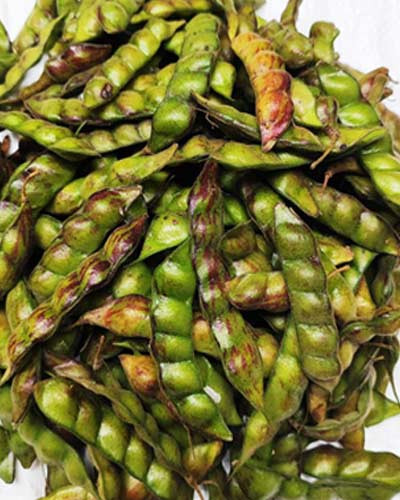 Organic Fresh Pegeon Peas | Organic Togari kai | ಸಾವಯವ ತೊಗರಿಕಾಯಿ ...