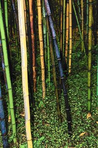 Black Bamboo - Ann Ramsden | gfaa