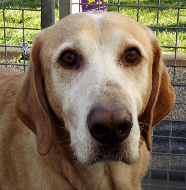 WHISKY - x labrador 10 ans - APA à Gerzat (63)