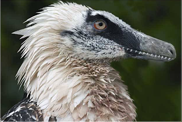 The SCP Foundation | The Kaijuologist