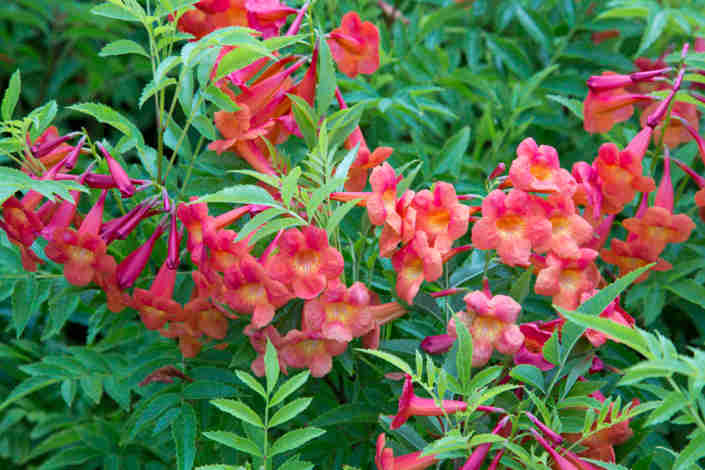 Top Full Sun Shrubs We Recommend