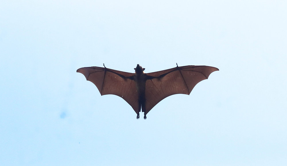 The Indian Flying Fox (Pteropus medius)