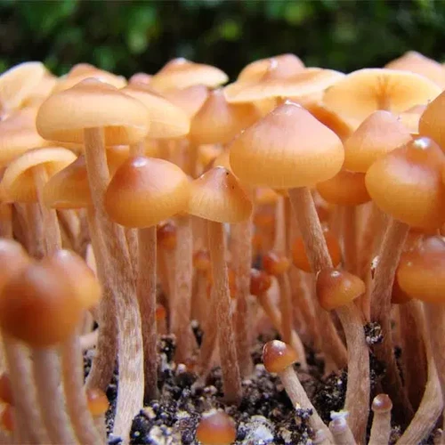 Psilocybe Mexicana: Jalisco Mushroom | Happi Farms