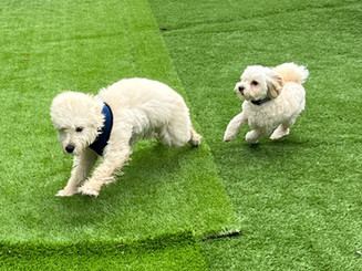 Dog Daycare | Home Pack Pups | Carver