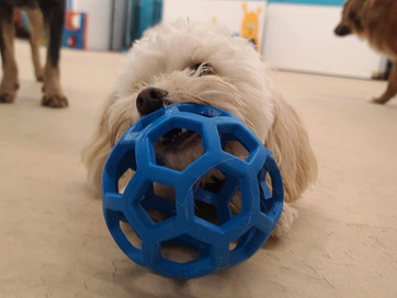 Dog Daycare | Home Pack Pups | Carver