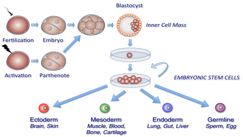 Are Human Embryonic Stem Cells Now Patentable In Europe Zebra Ventures Are Human Embryonic Stem Cells Now Patentable In Europe Zebra Ventures