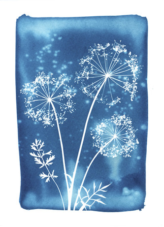 Artist and printmaker | Indigo Moth Botanical Prints