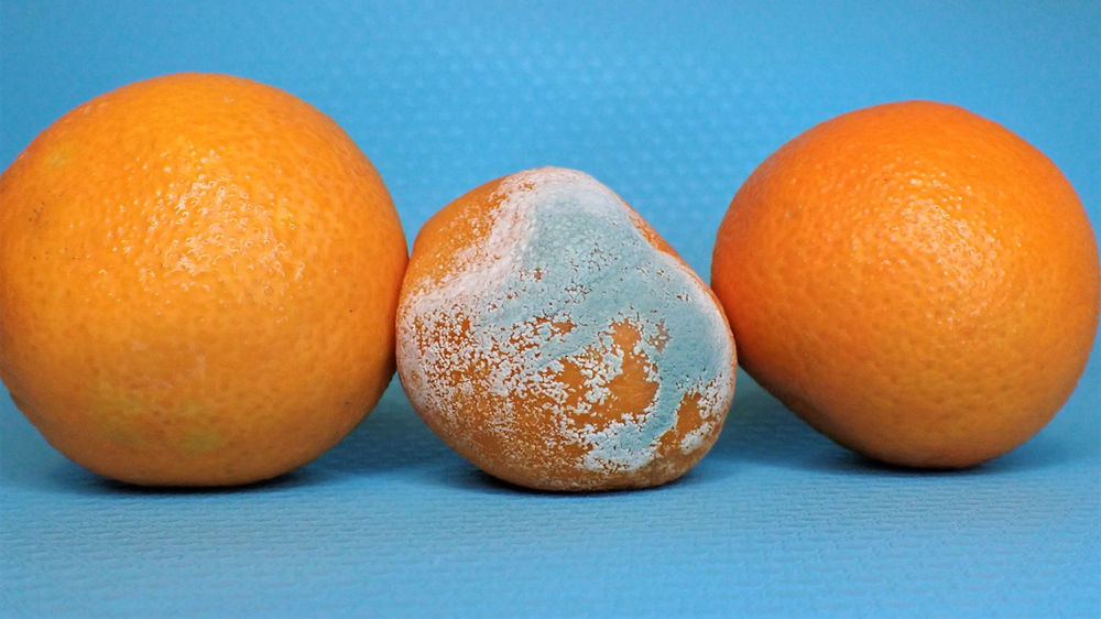 The 5 Most Common Indoor Molds