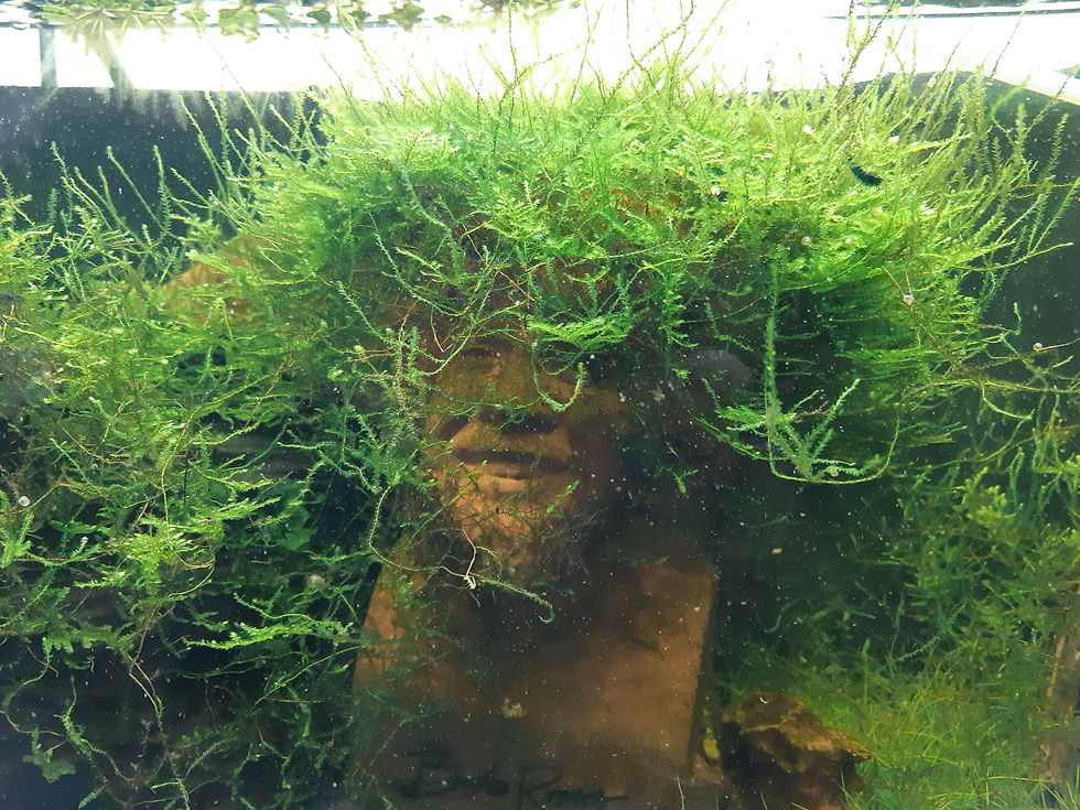 Java Moss Bob Moss Shop