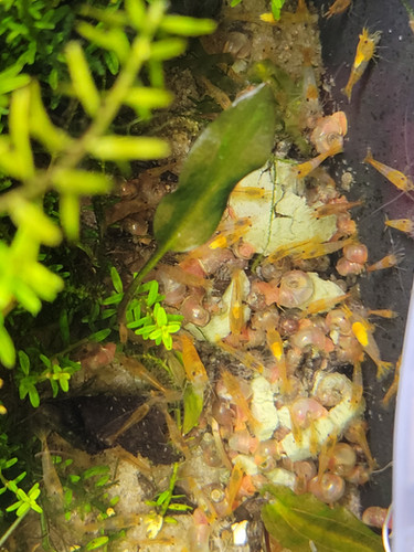 Mixed "Cull" Neocaridina Shrimp x10 | Bob Moss Shop