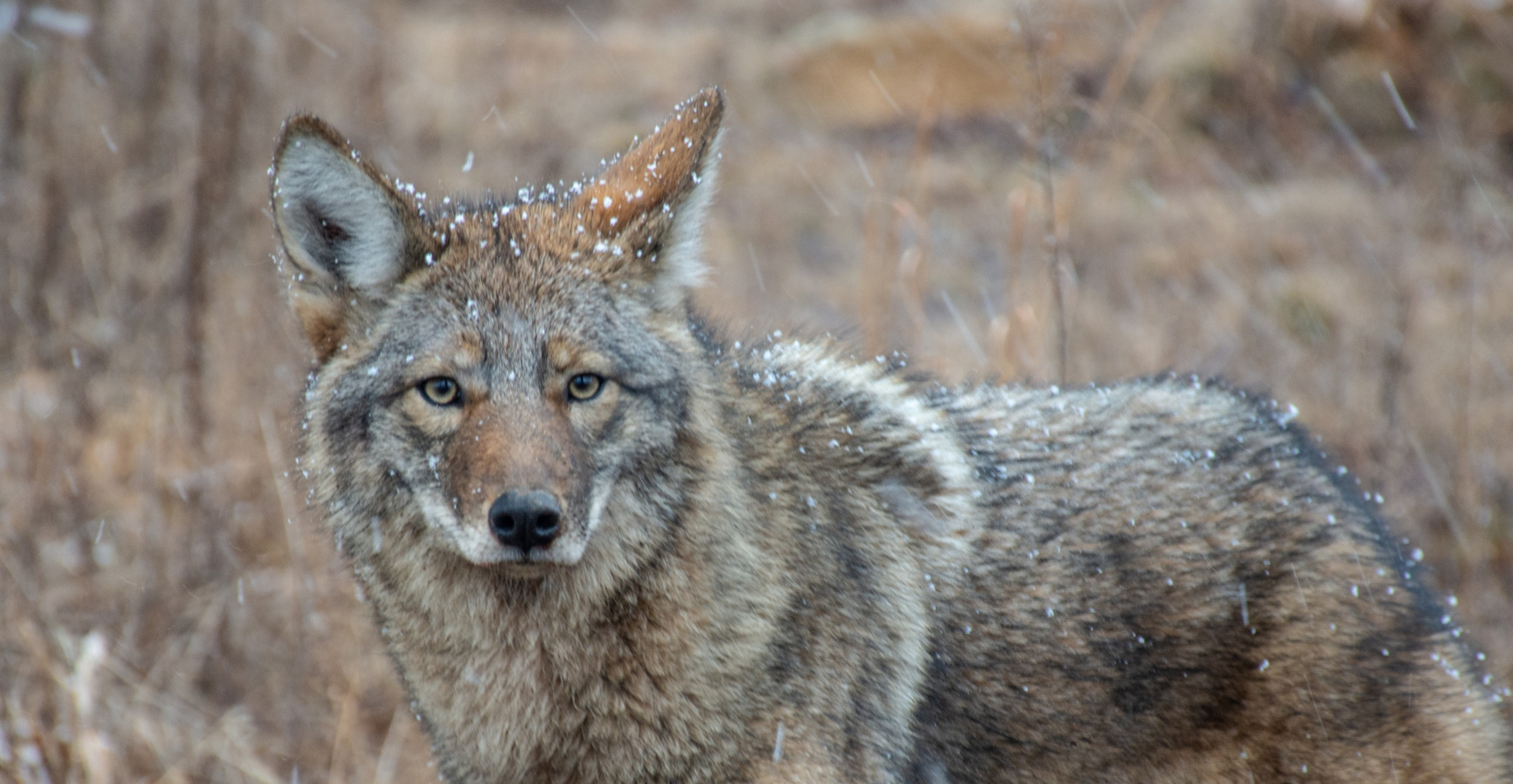 Trapping Blog | FIRST FORK PUB.