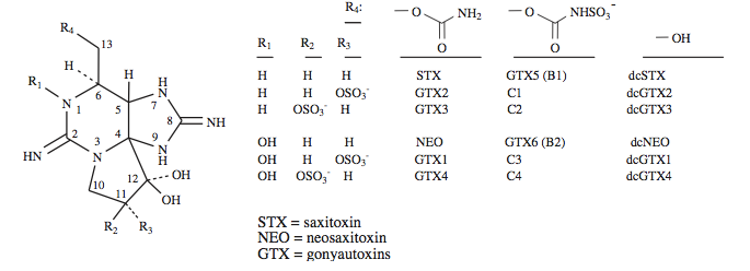 A QUÍMICA | saxitoxina