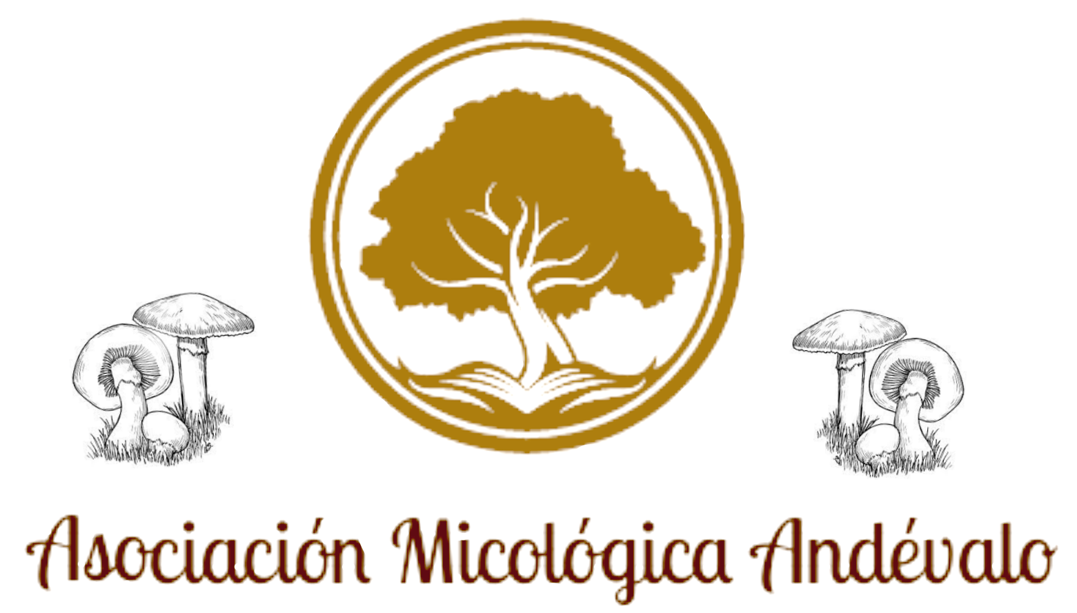 Amanita valens | asmicologicaandevalo