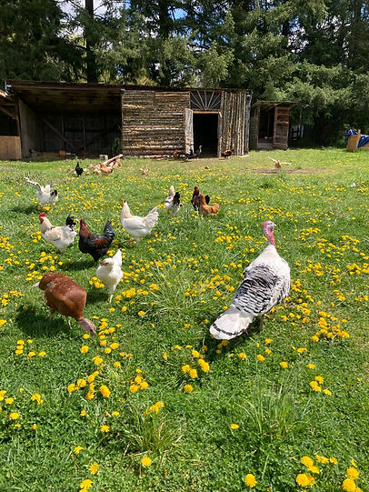 Contact | The Healing Farm