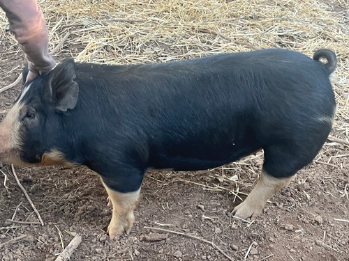 Half hog | Ridge top hogs