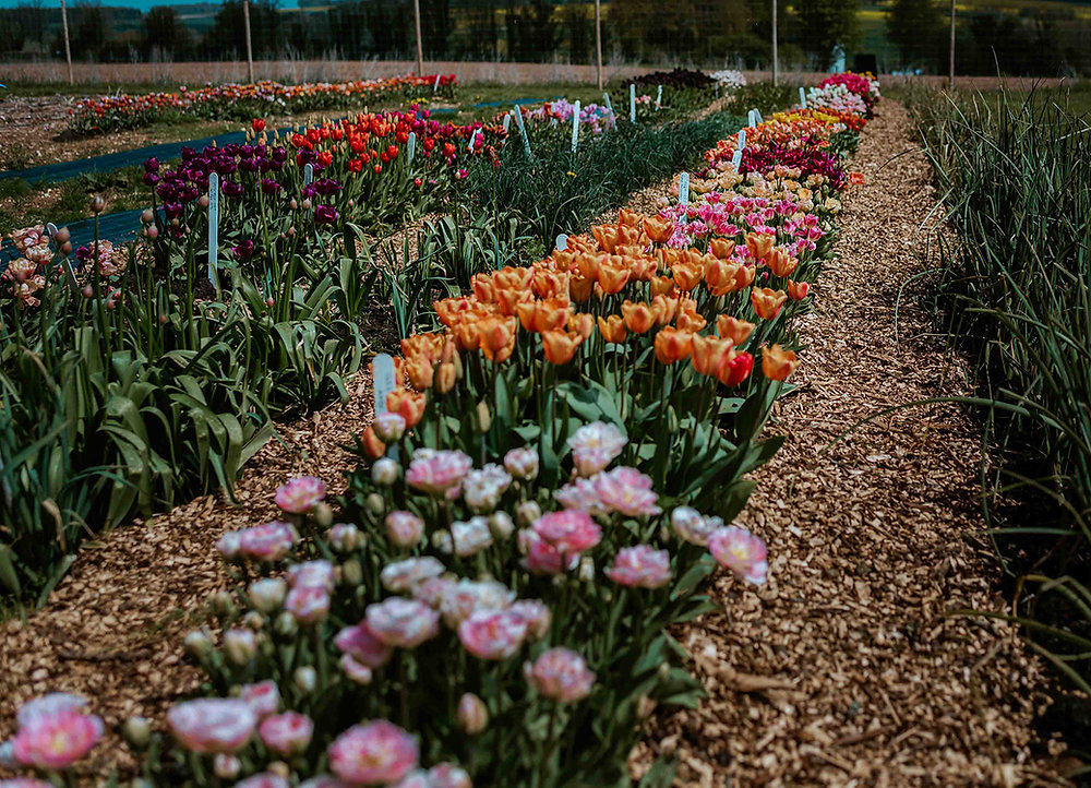 Your Cut Flower Patch in Autumn: Tips from Featherstone's Farm