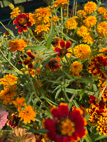 Bouquet Subscriptions / CSA Shares | Russell Flower Farm