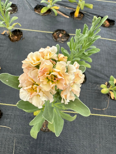 Stock Iron | Russell Flower Farm