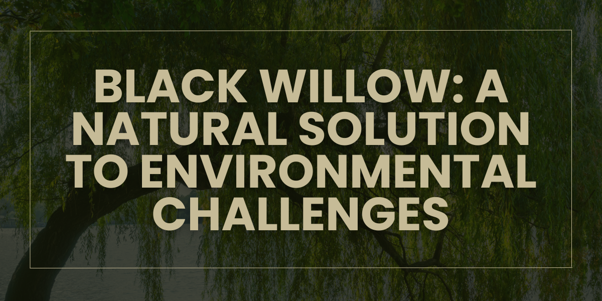 Black Willow: A Natural Solution to Environmental Challenges