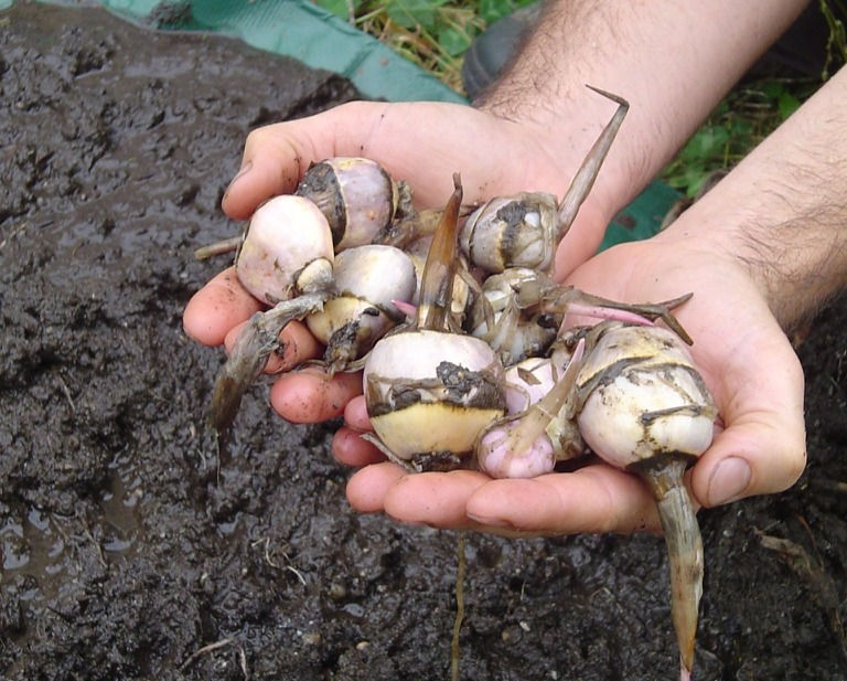 Duck Potato Delights: Cooking and Enjoying Sagittaria Latifolia