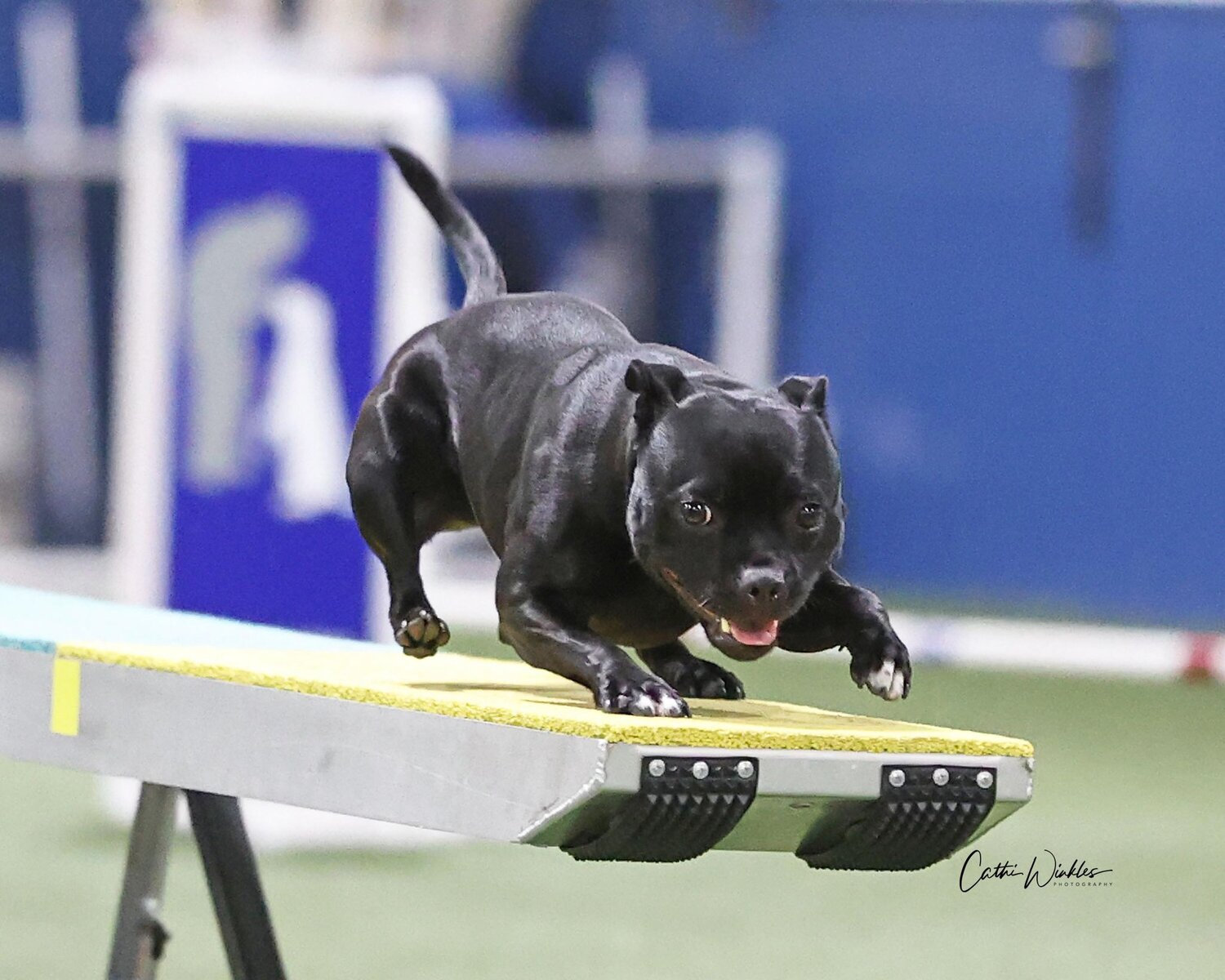 Copy of Agility Essentials 2 AR- TUES 630-800 | All Dogs Can | Lapeer