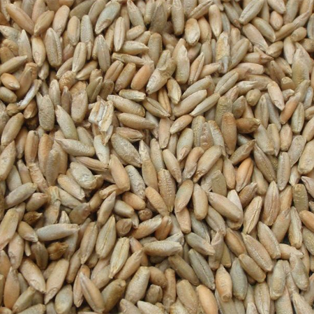 Cereal Rye 12# | Gordon Farms Seed Co