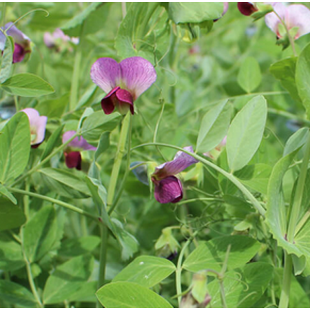 Survivor Winter Pea | Gordon Farms Seed Co