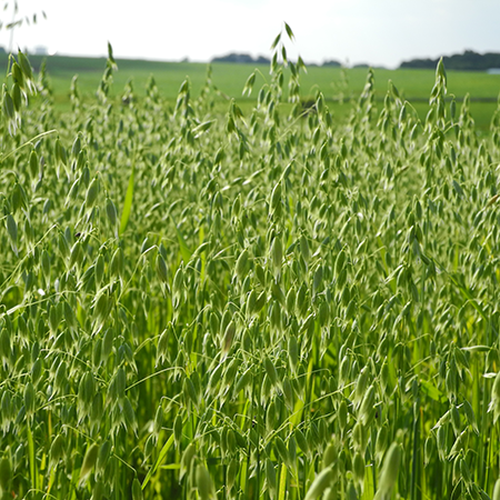 Oats Jerry | Gordon Farms Seed Co