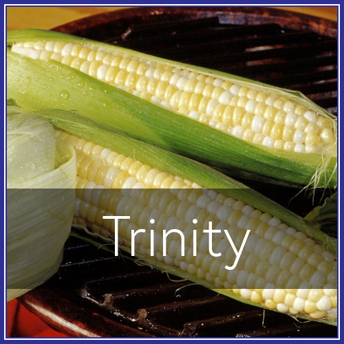 Sweet Corn: Trinity 1/2# Package | Gordon Farms Seed Co