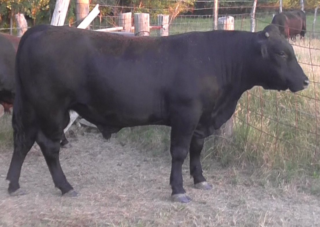 Lim-Flex Cattle for Sale