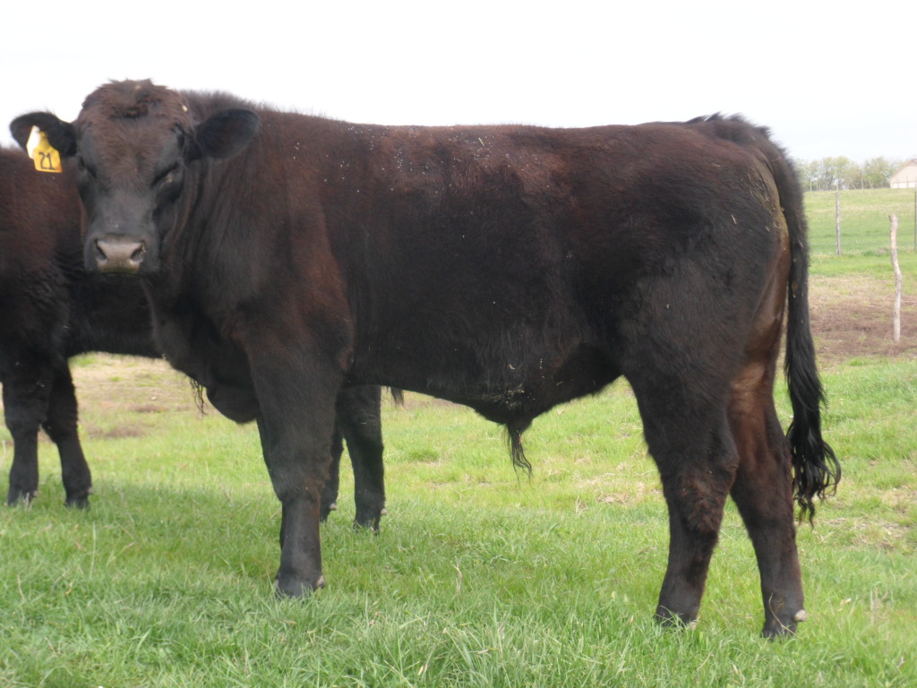 Lim-Flex Cattle for Sale