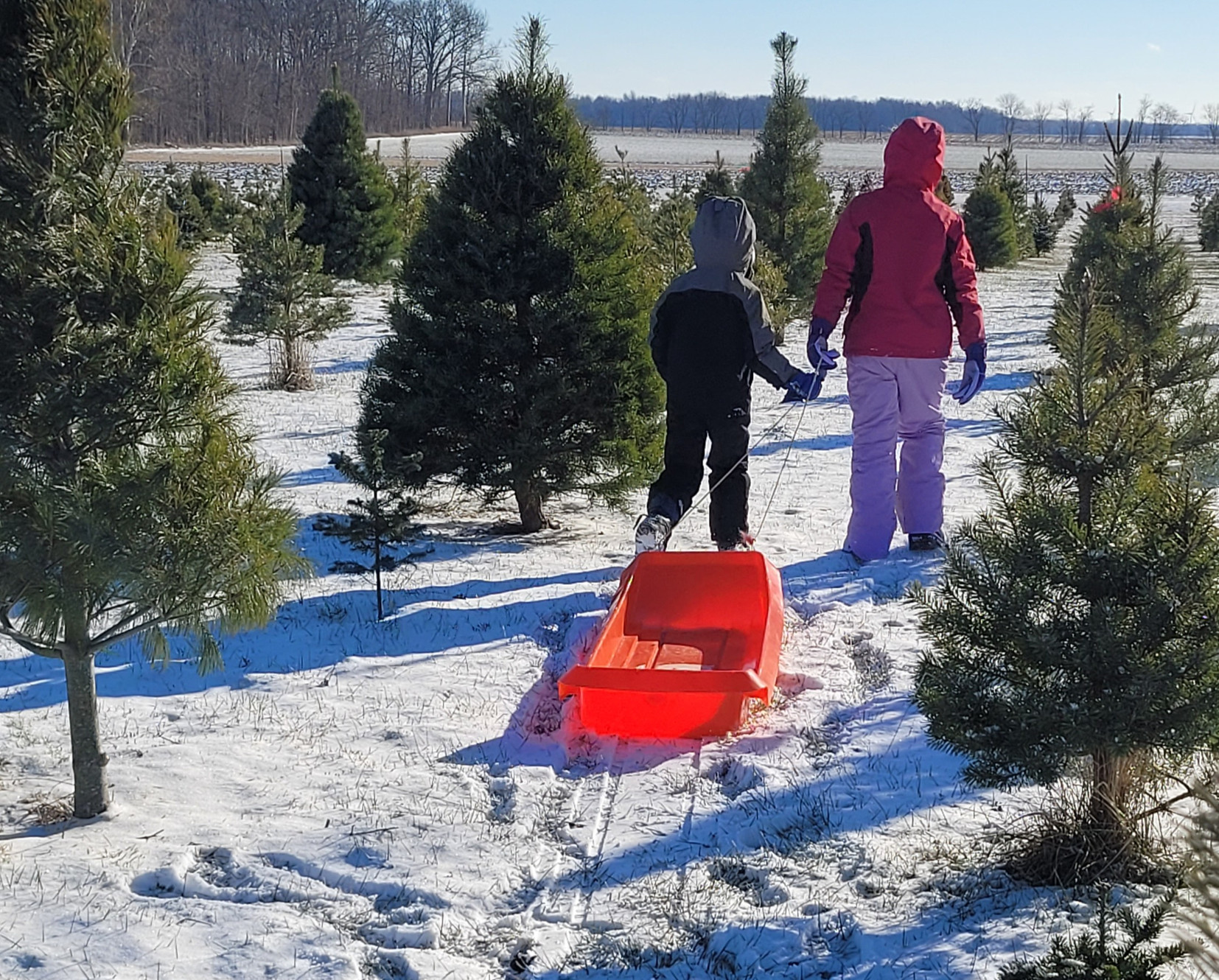 Cackleberry Pines Christmas Tree Farm | Christmas tree farm Jenera Ohio ...