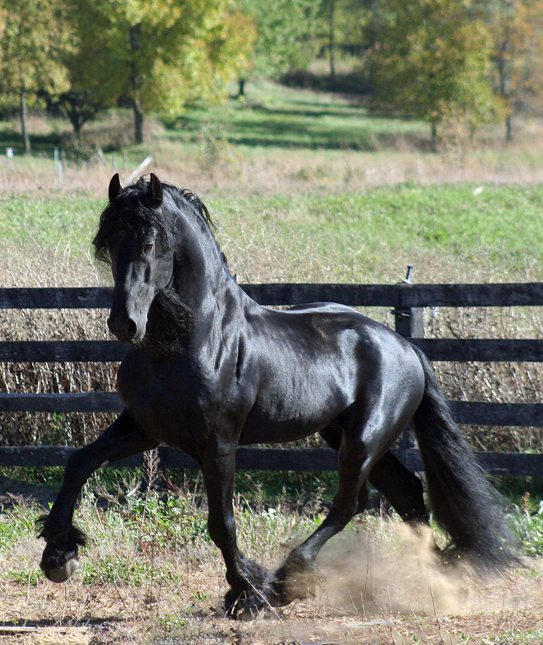 Hessel H | Blackshire Eq Center