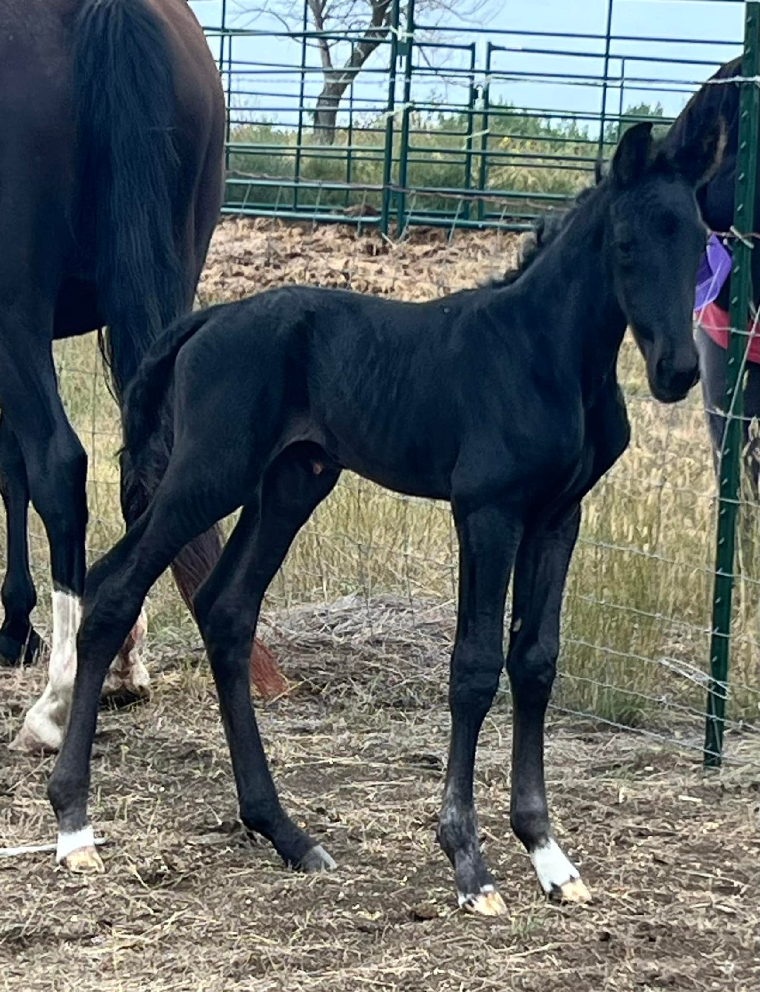 2024 Vega Colt | Blackshire Eq Center