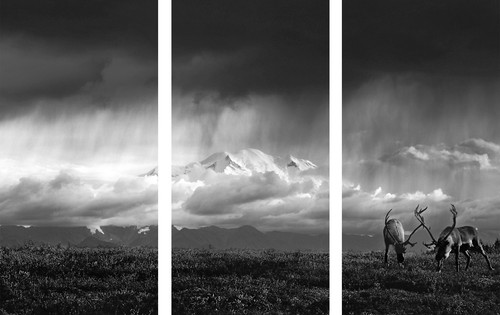 Tundra Thunder B&W Triptych | Tony Newlin