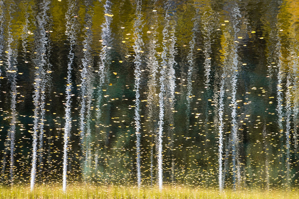 Nature and Wildlife Photography | Tony Newlin Gallery