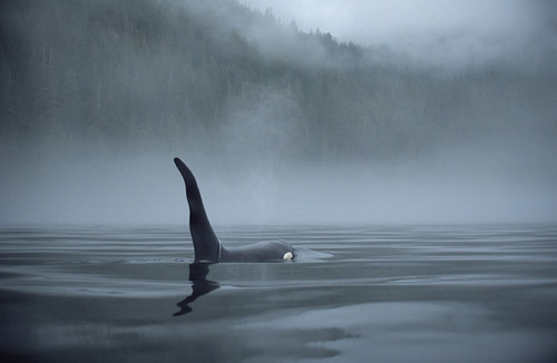 Orca Waves | Tony Newlin