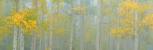 Aspen Mist | Tony Newlin